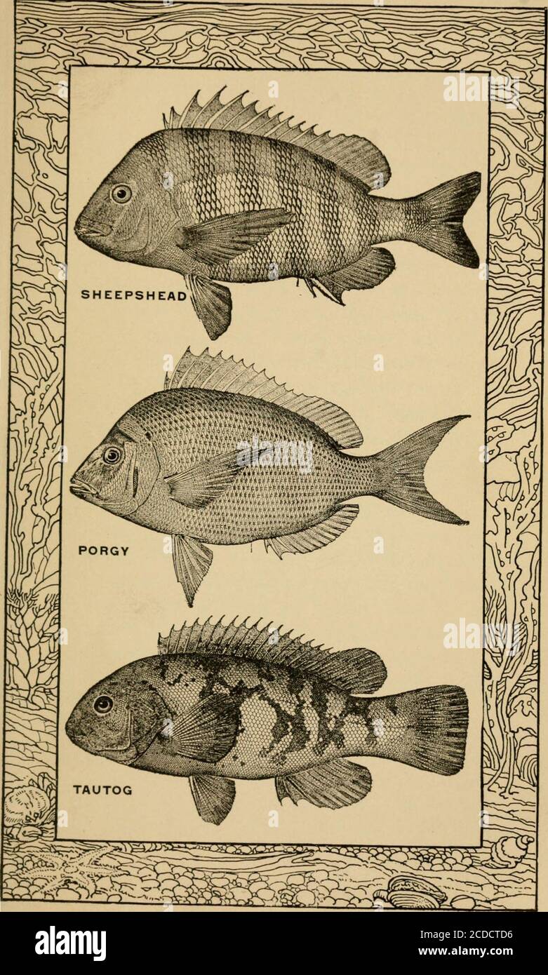 . The book of fish and fishing; . the coast from Delaware to Maine ...