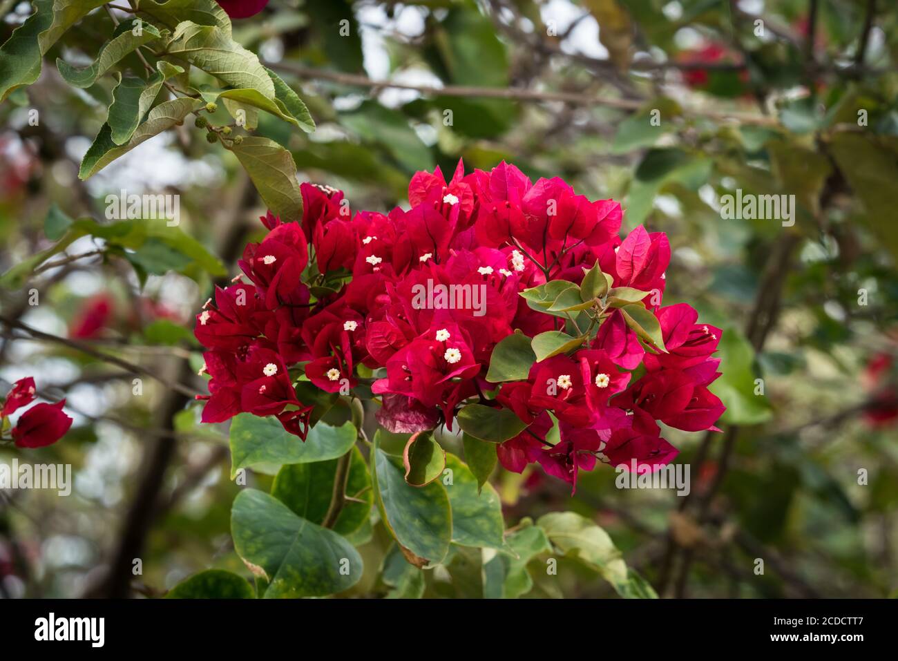 Bougainvillea flowers, Genus Bougainvillea, at the ruins in Tulum ...