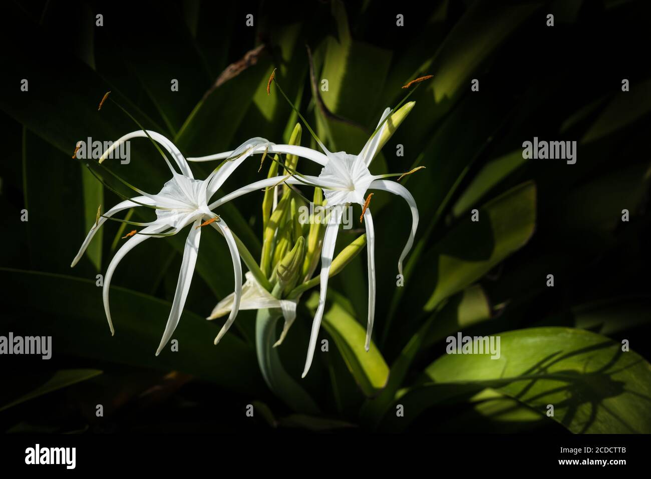 A Beach Spider Lily, Hymenocallis littoralis, in bloom among the Mayan ...