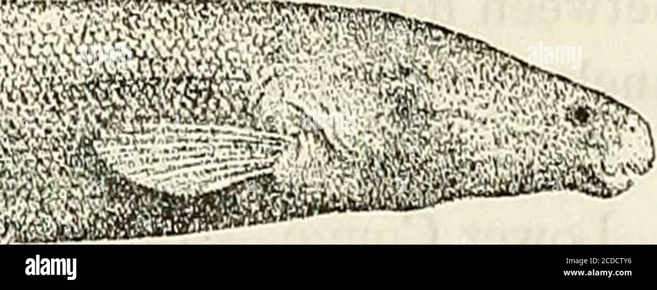 Pois congo hi-res stock photography and images - Alamy