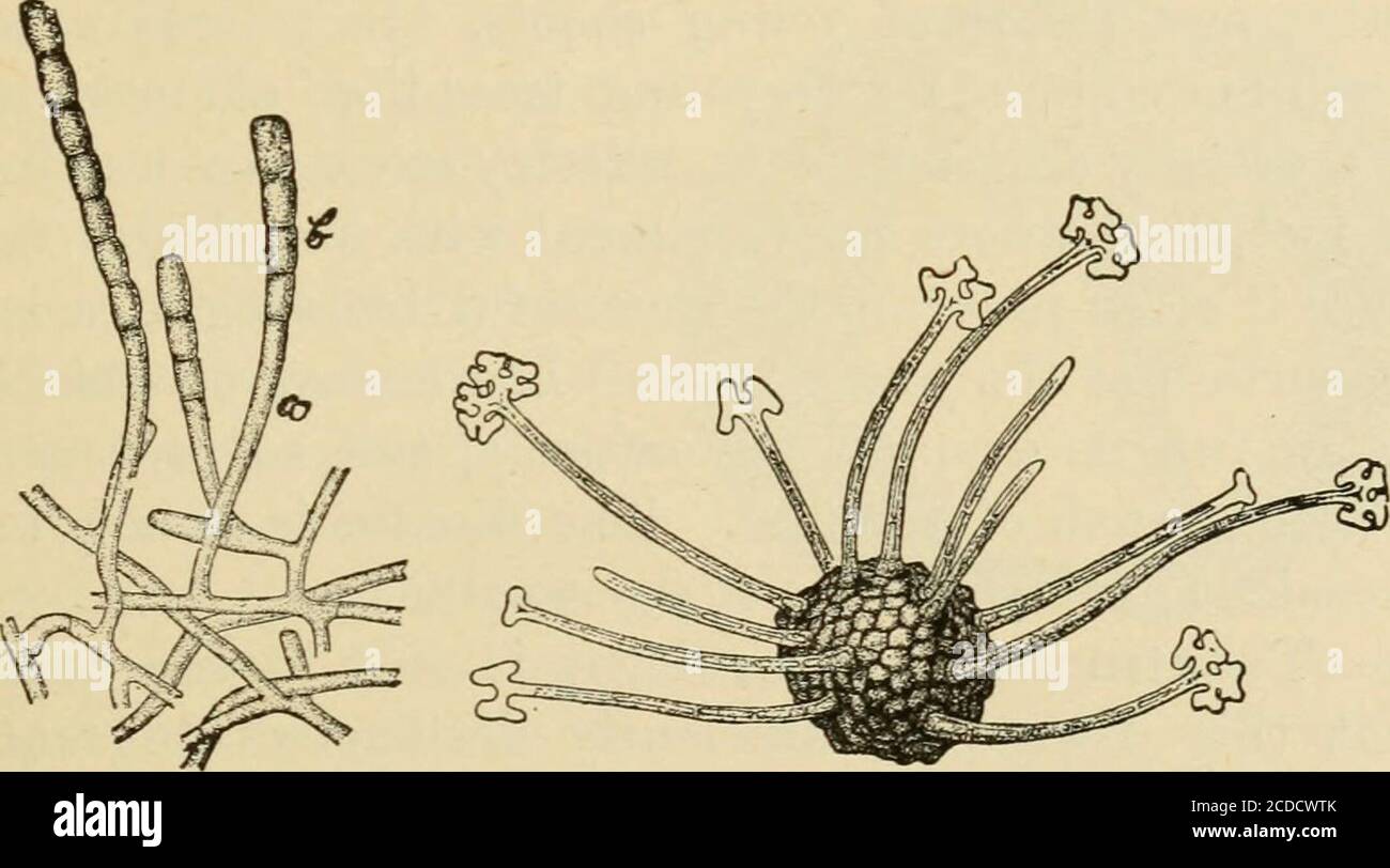 Skin cells magnified hi-res stock photography and images - Alamy