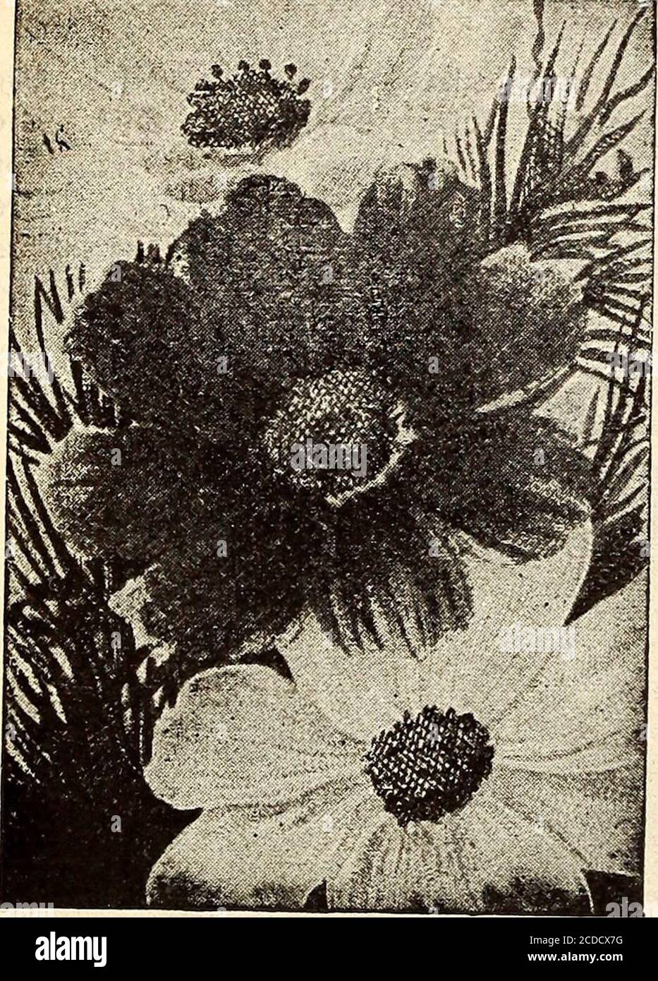 . Lilly's seeds . 5c No. 225. Cornflower. Bachelors Button,Ragged ...