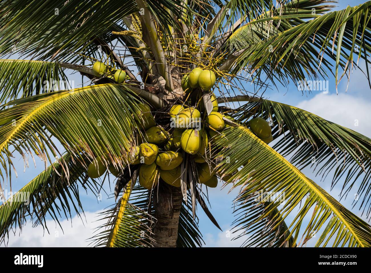 Coconut Palm, Cocos nucifera, among the Mayan ruins in Tulum National ...