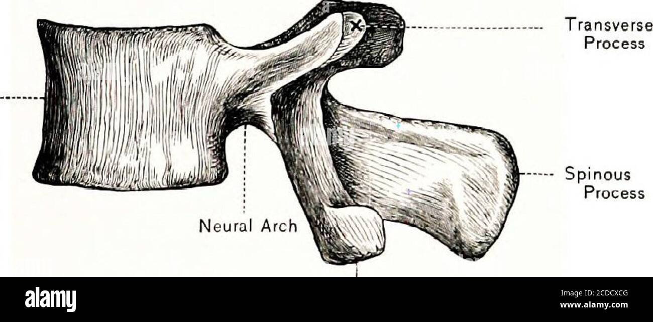 . Physiology, experimental and descriptive . Neural RingAnterior View ...