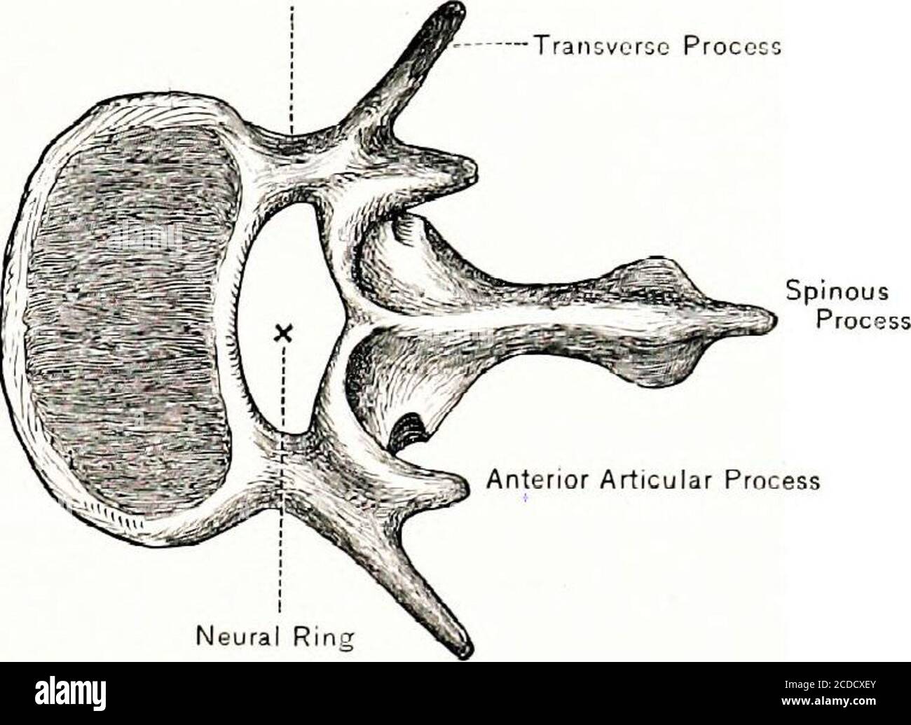 . Physiology, experimental and descriptive . e twelve rib-supporting ...