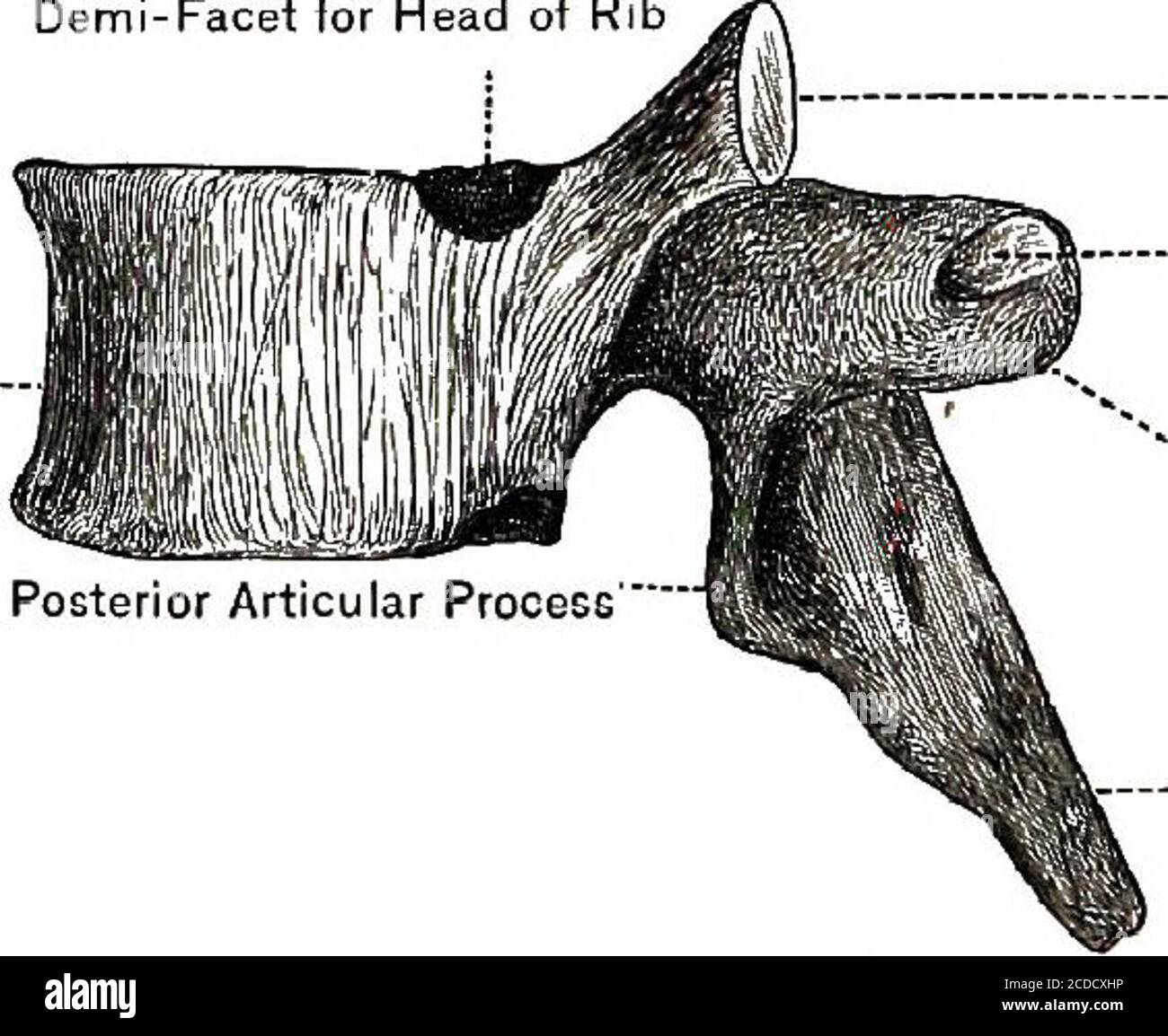 . Physiology, experimental and descriptive . Transverse Process Spinous ...