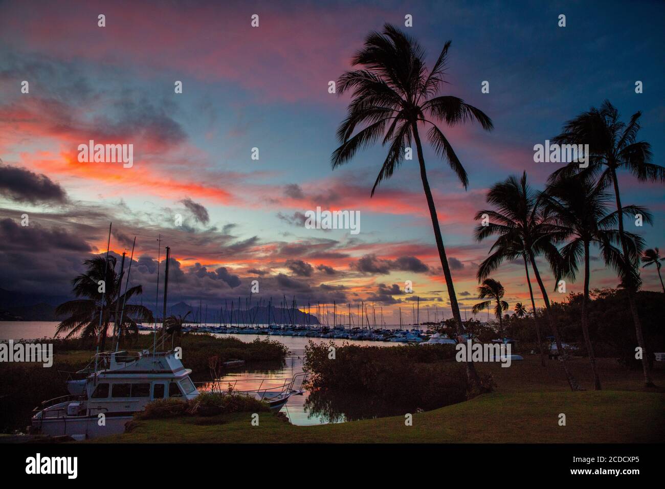 Coconut Palm Tree, Sunset, Kaneohe Bay, Oahu, Hawaii Stock Photo - Alamy