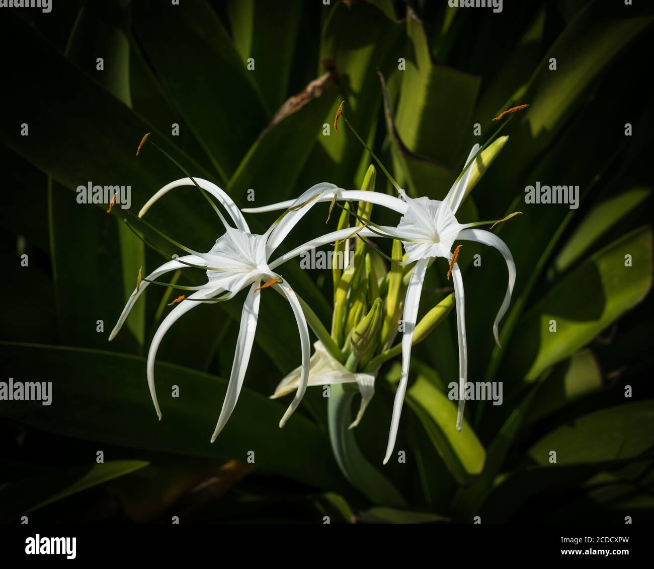 A Beach Spider Lily, Hymenocallis littoralis, in bloom among the Mayan ...