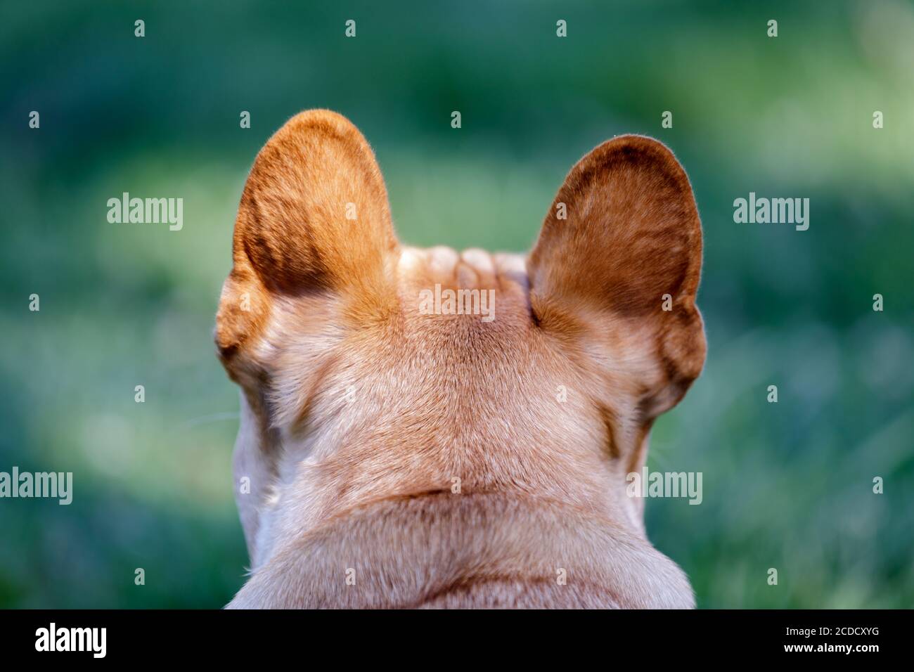 French Bulldog Back Head Stock Photo - Alamy