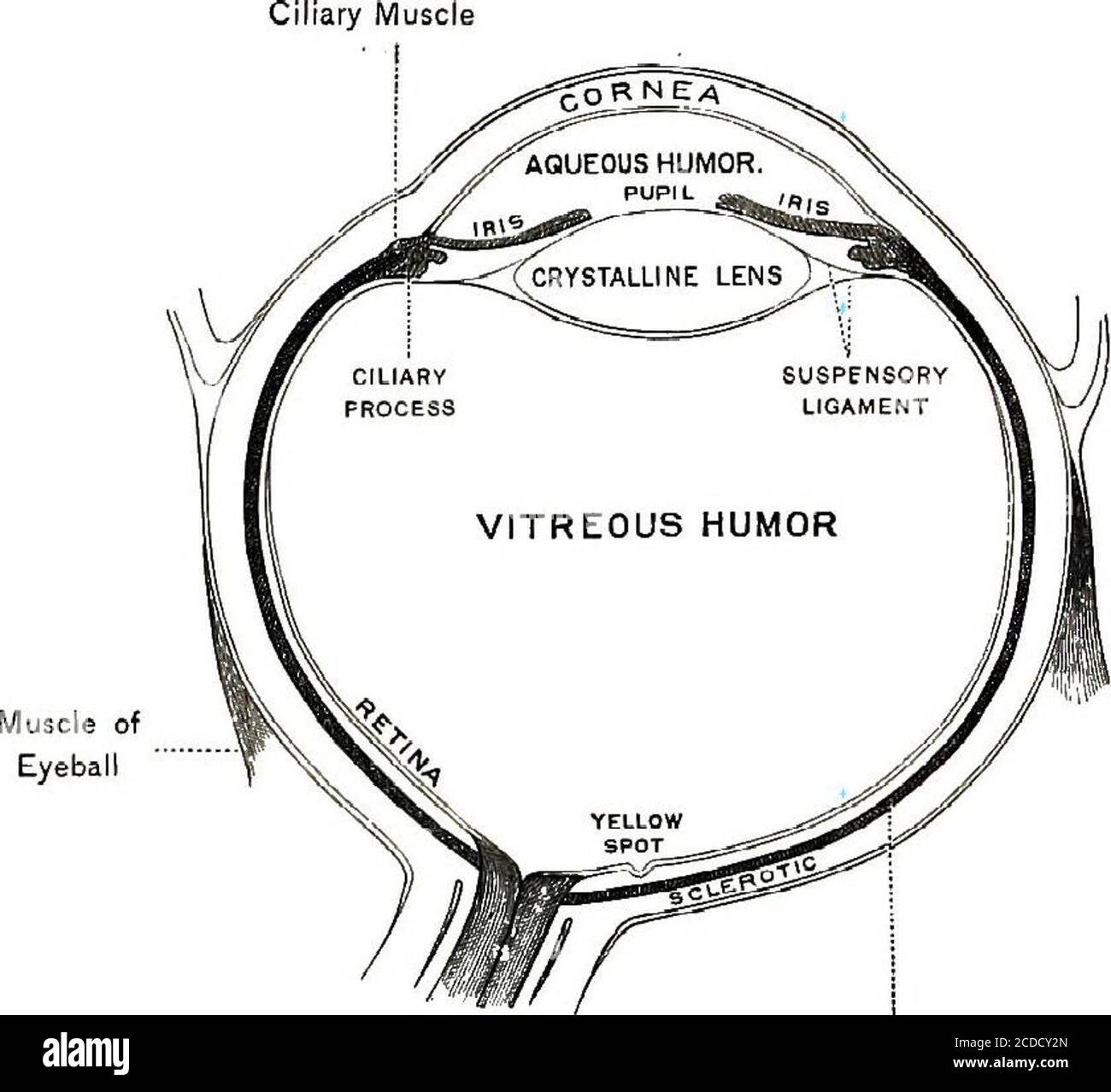 . Physiology, experimental and descriptive . ecti, are attached to the ...
