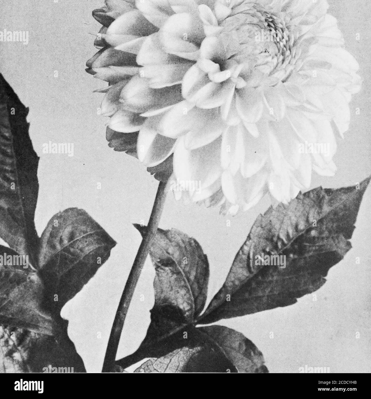 Lyon center Black and White Stock Photos & Images - Alamy