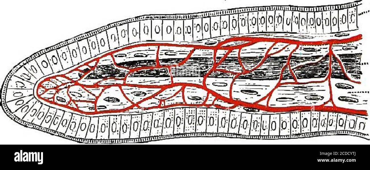Lacteal Duct & Caecum