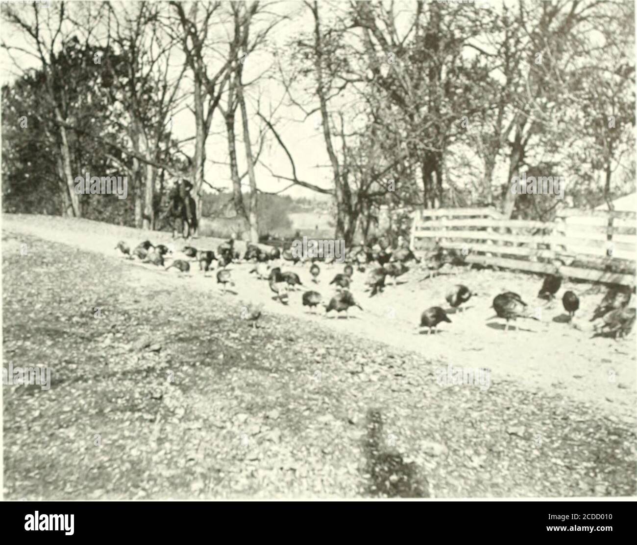 Suffolk punch horse war hi-res stock photography and images - Alamy