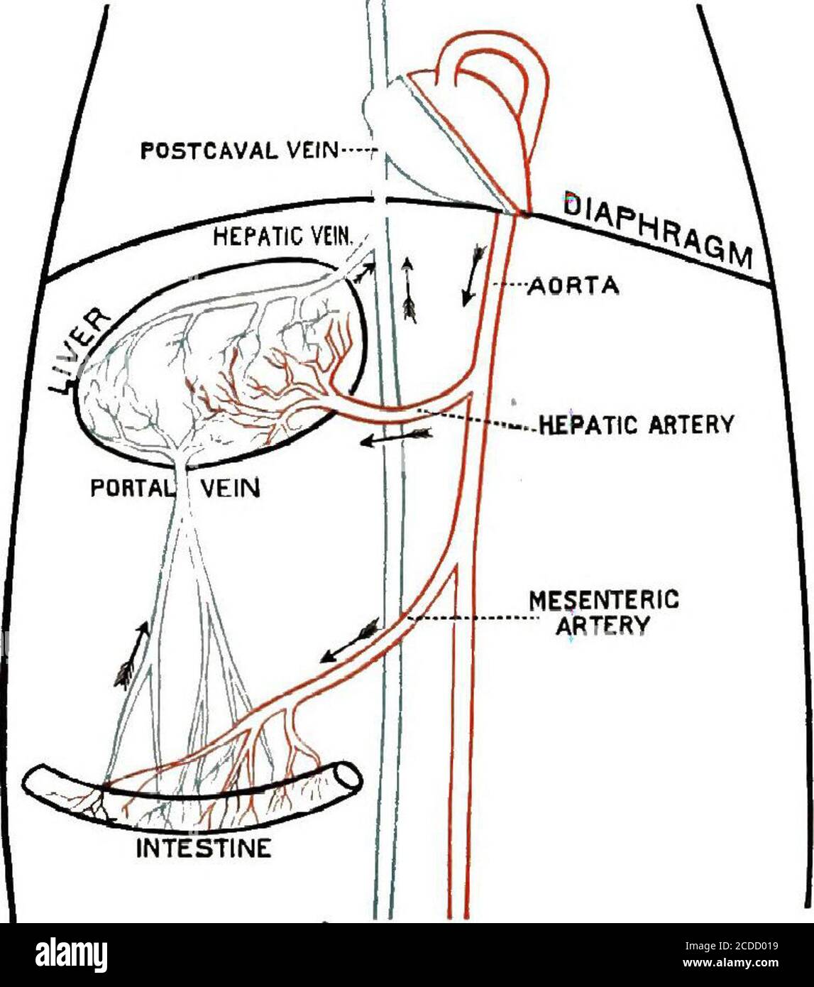 . Physiology, experimental and descriptive . Fig. 62. Horizontal ...