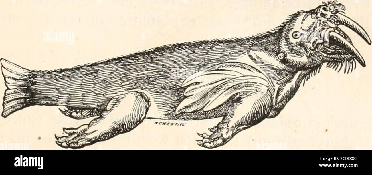 . History of North American pinnipeds, a monograph of the walruses, sea ...