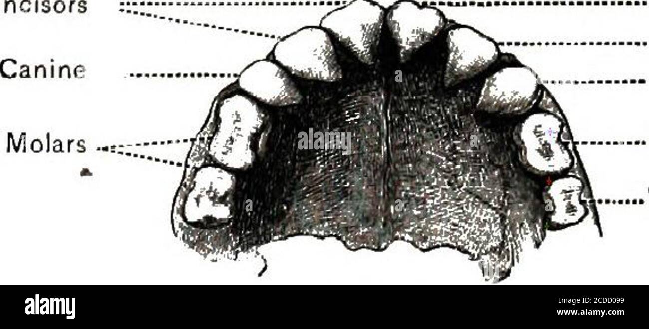 Exposed lower teeth hi-res stock photography and images - Alamy