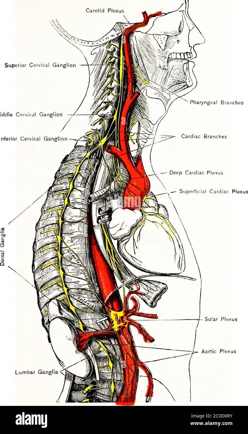31 Spinal Nerve