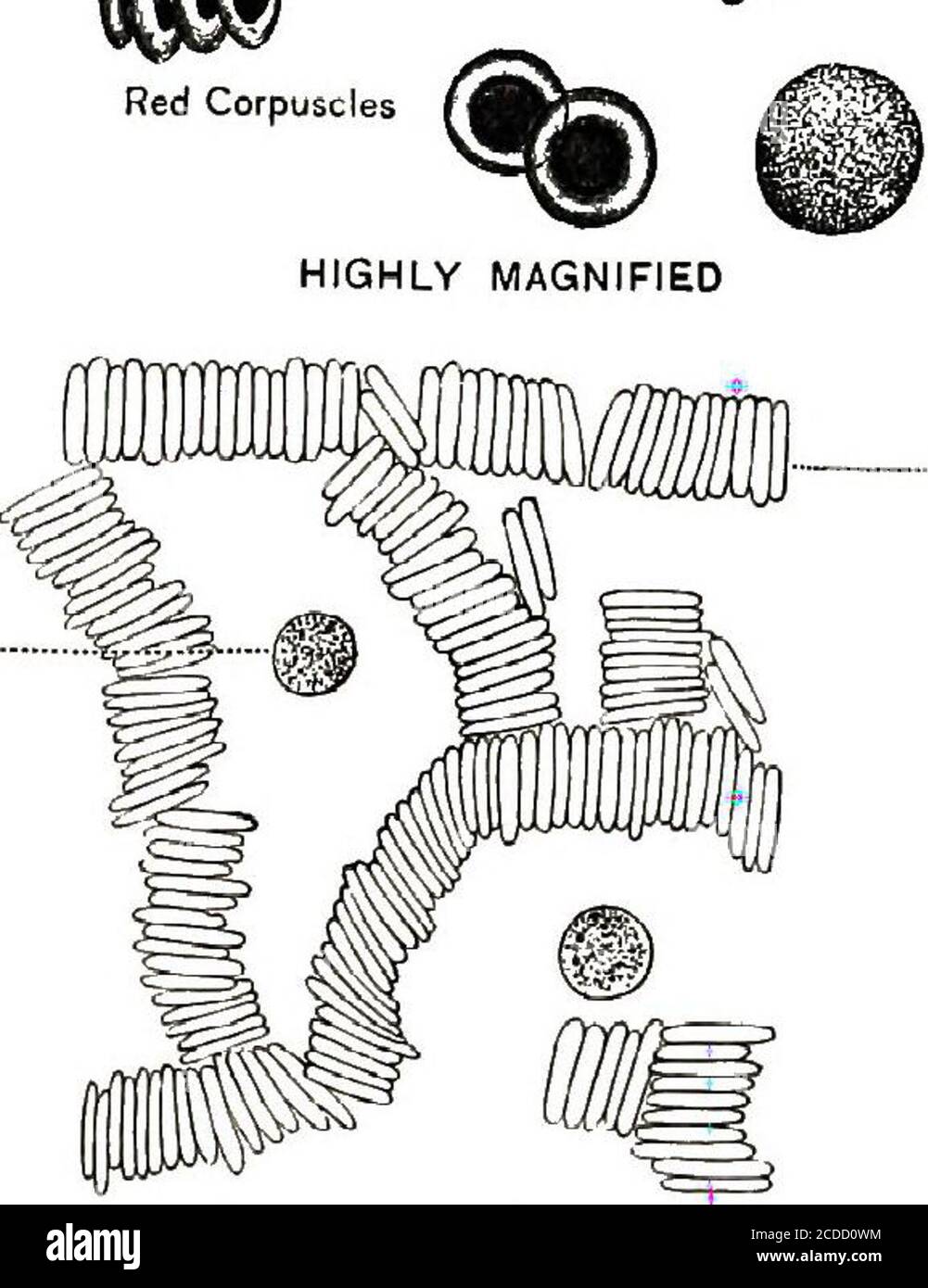 . Physiology, experimental and descriptive . / If Red Corpuscles White ...
