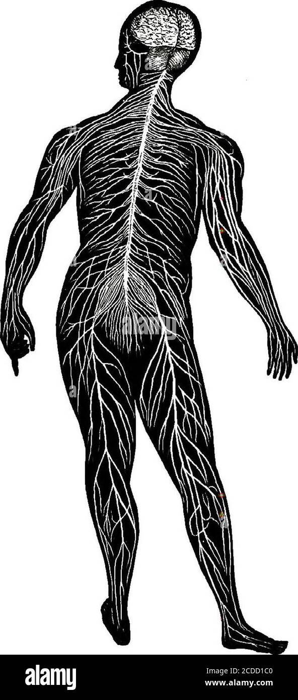 . Physiology, experimental and descriptive . y. Other motions are ...