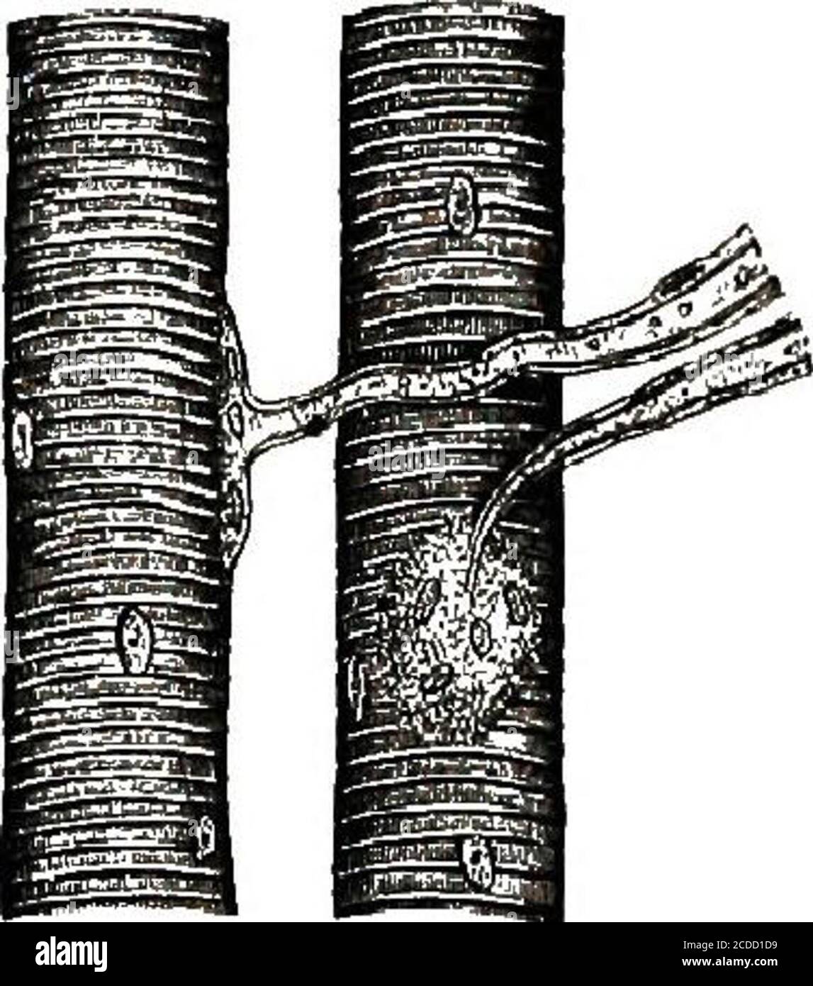 . Physiology, experimental and descriptive . >le