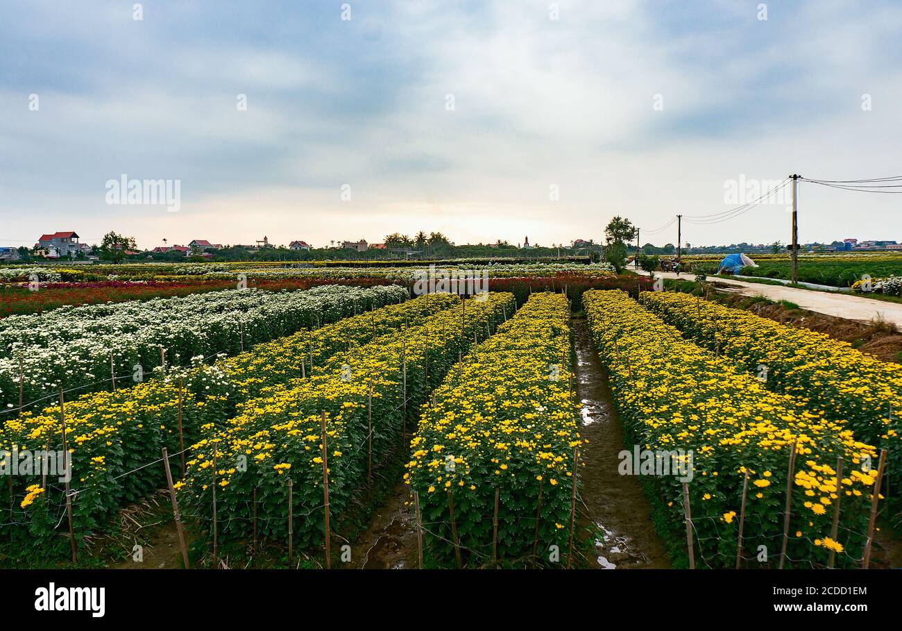 Nhat Tan flower garden, suburban Ha Noi, Vietnam Stock Photo - Alamy