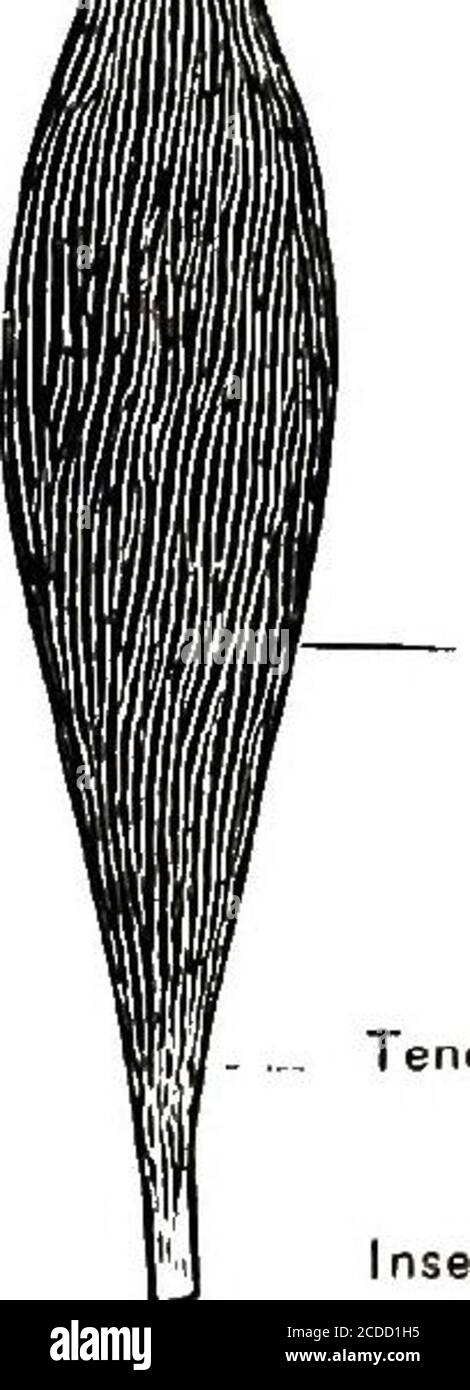 Chipped beef Cut Out Stock Images & Pictures - Alamy