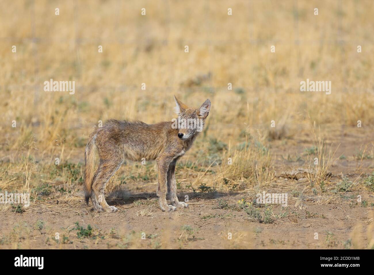 Young coyote hi-res stock photography and images - Alamy