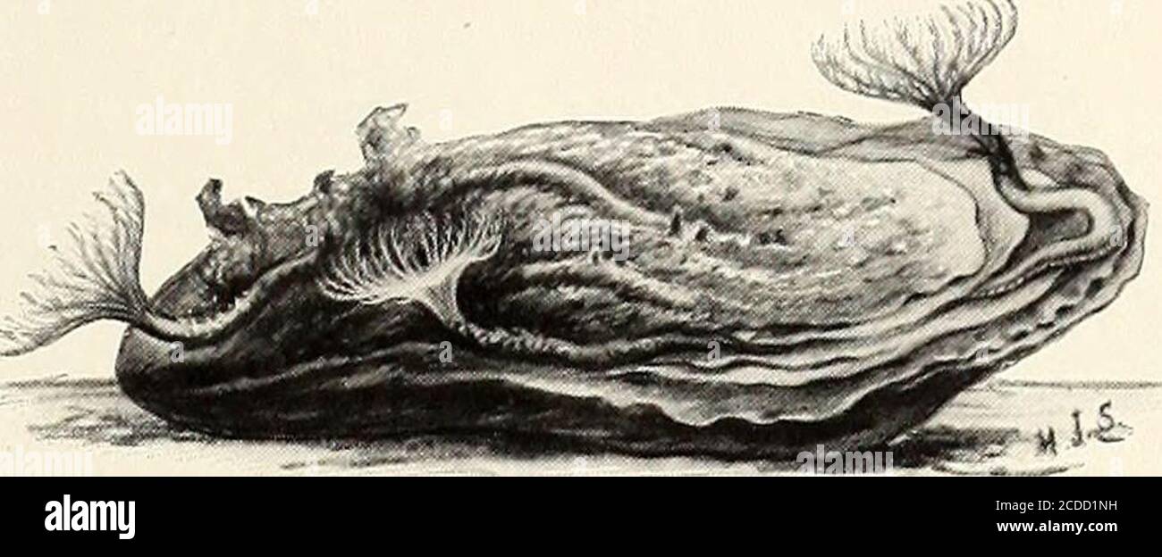 Parchment tube worm hi-res stock photography and images - Alamy