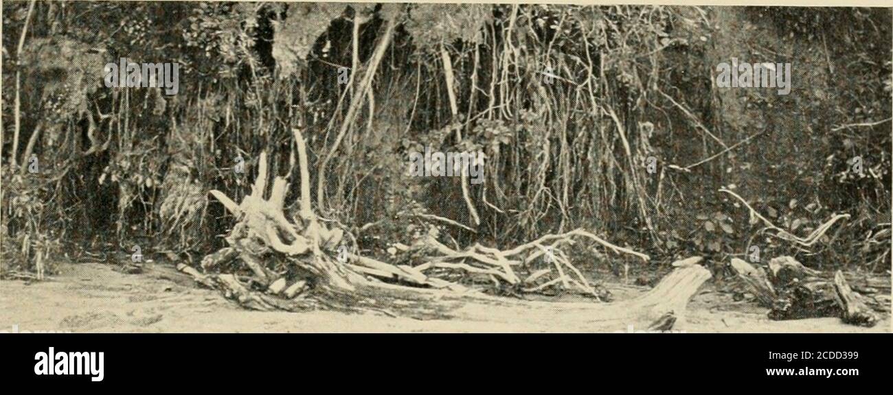 . Cecil county . /?; ??• /*-. -,»,. FlG. 1.—FOSSIL TREE STUMP IN TALBOT ...