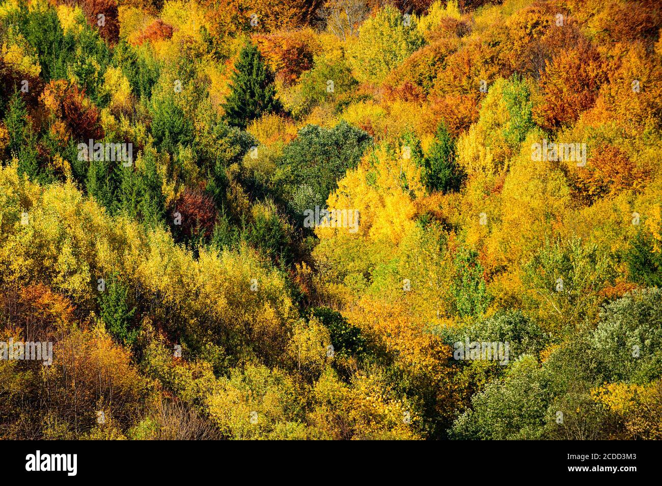 Beautiful colorful autumn leaves. Colorful foliage in the forest ...