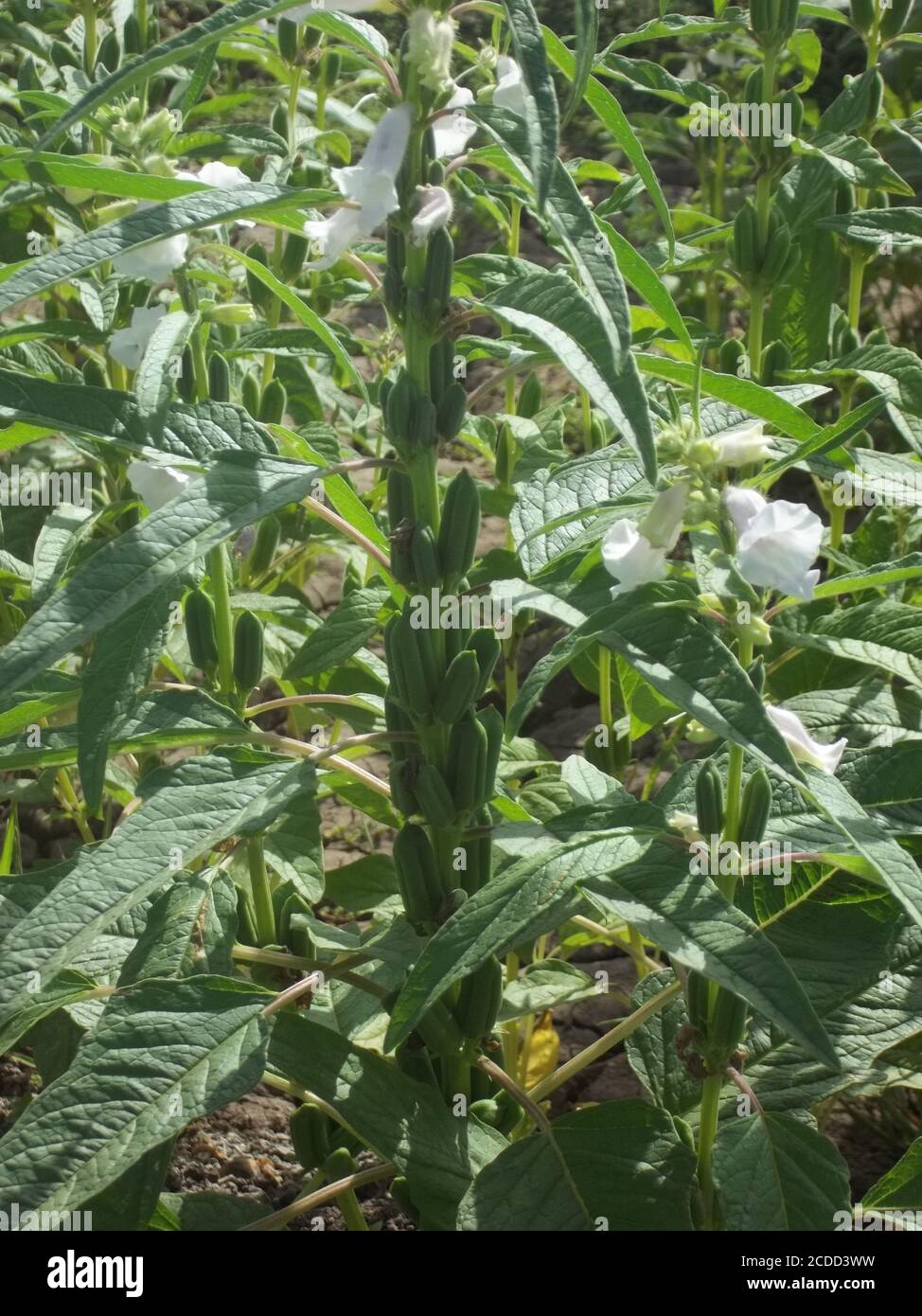 Sesame (Sesamum orientale, til, till). with flowers, blooming in the ...