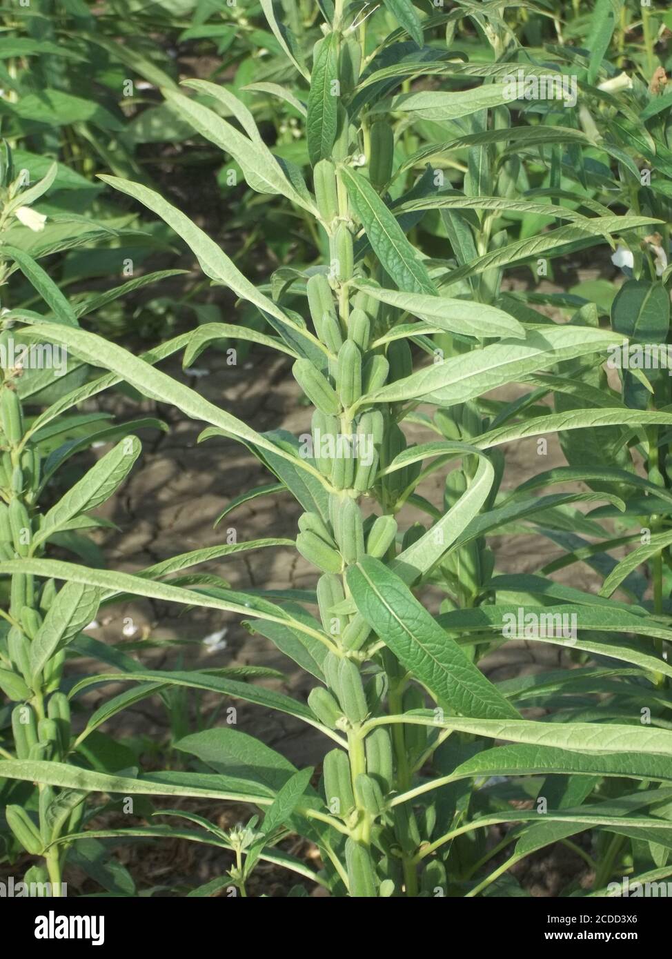 Sesame (Sesamum orientale, til, till). with flowers, blooming in the ...