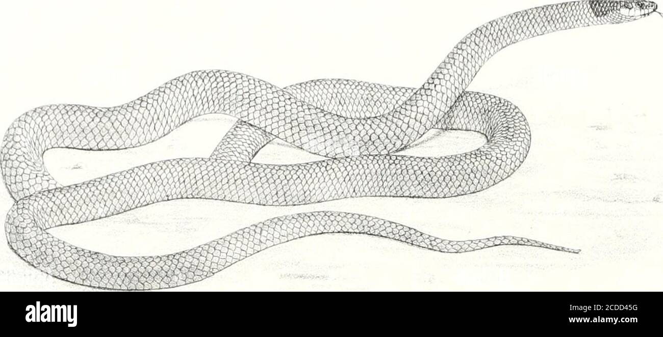 Sahara desert monitor lizard hi-res stock photography and images - Alamy