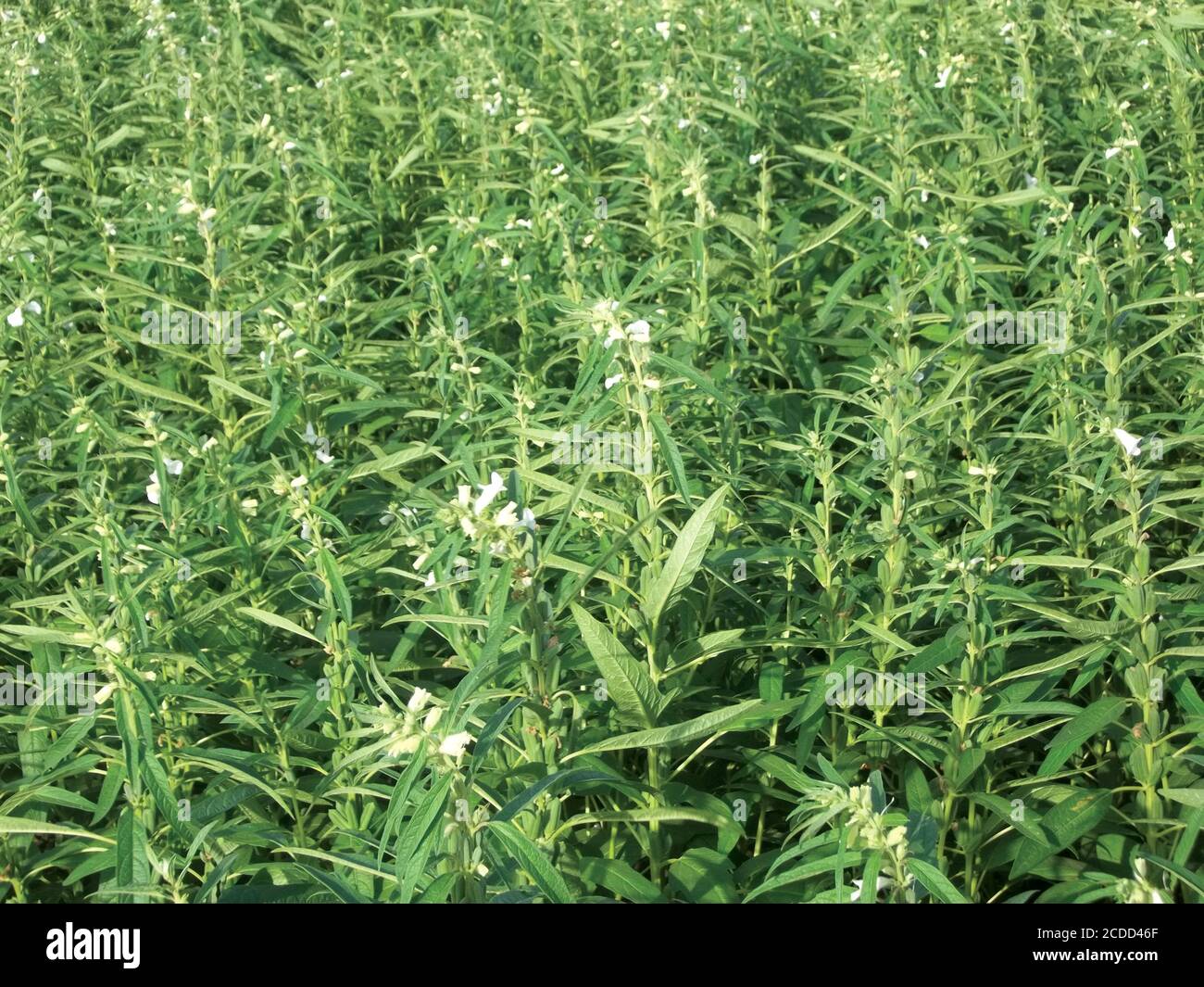 Sesame leaf hi-res stock photography and images - Alamy