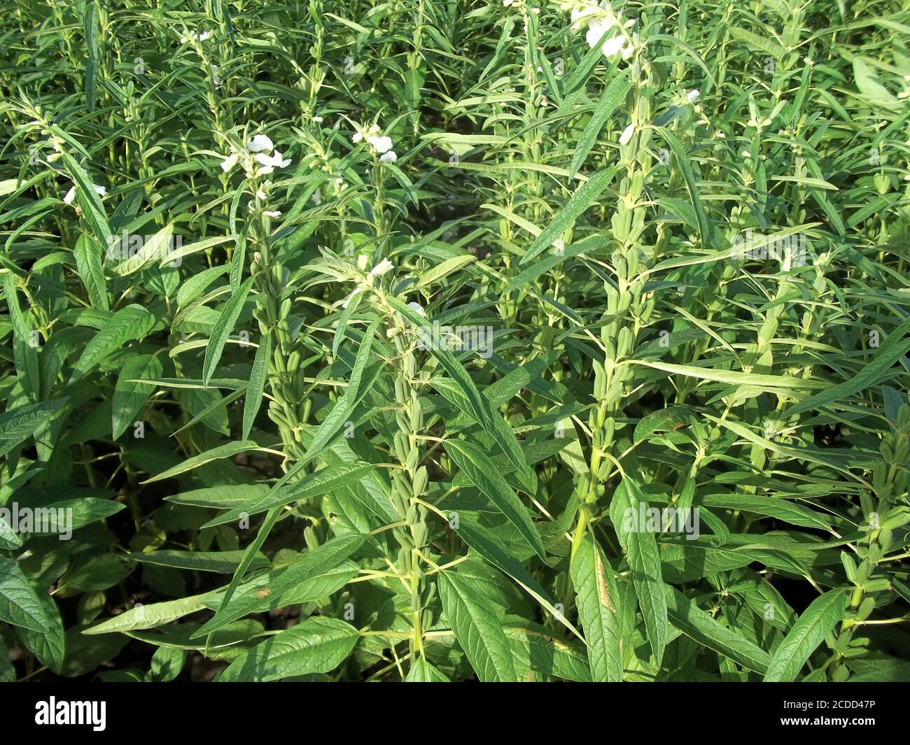 Sesame (Sesamum orientale, til, till). with flowers, blooming in the ...