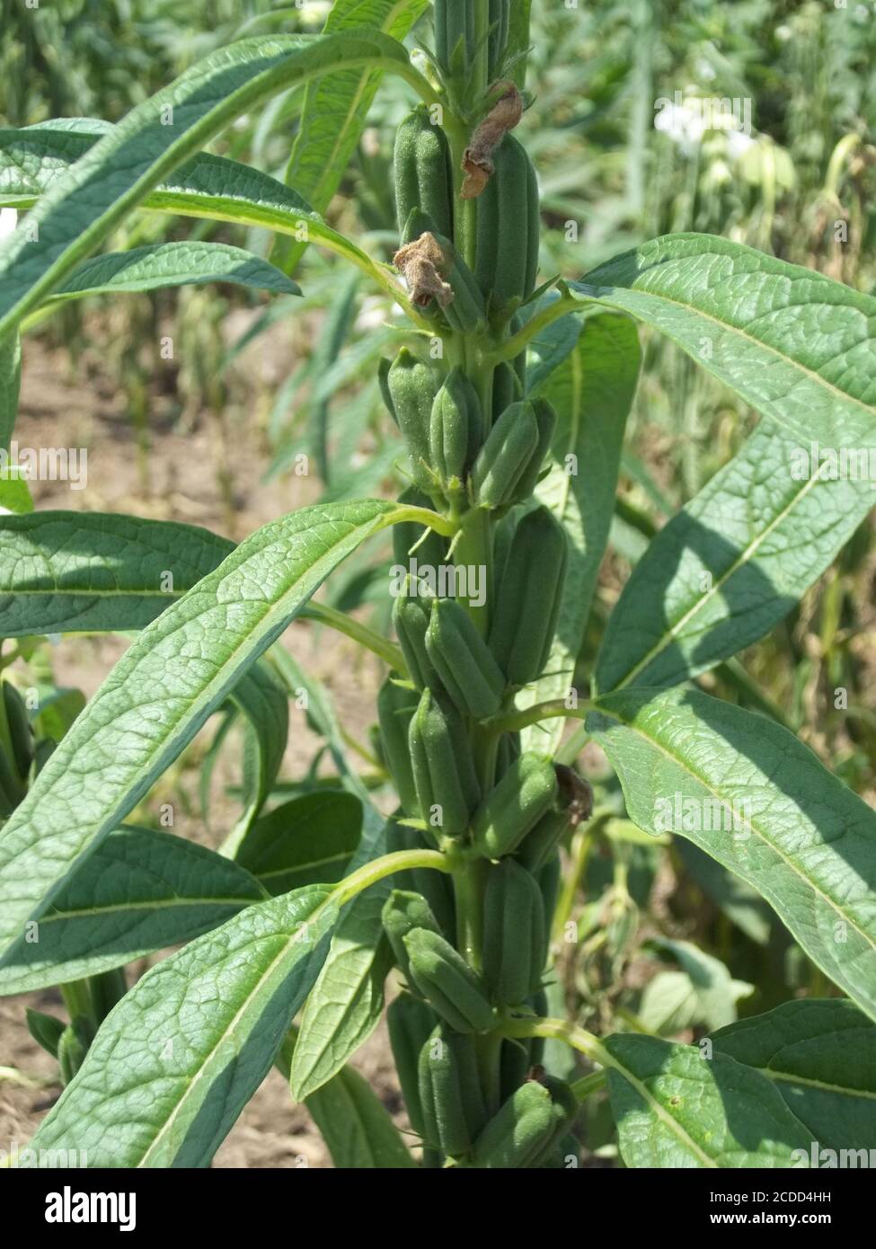 Sesame (Sesamum orientale, til, till). with flowers, blooming in the ...