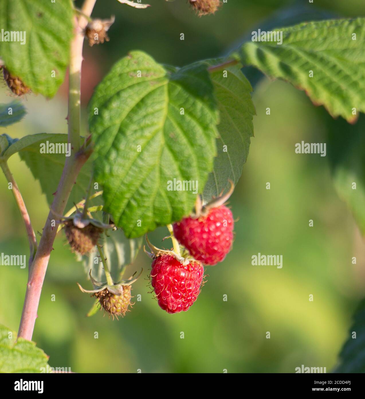 Fresh red raspberries growing on a branch Stock Photo - Alamy
