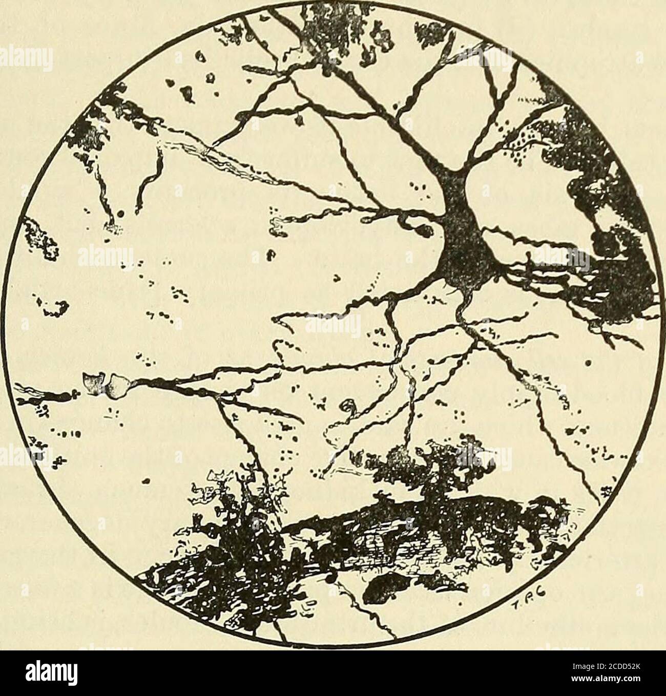 Pyramidal neuron hi-res stock photography and images - Alamy