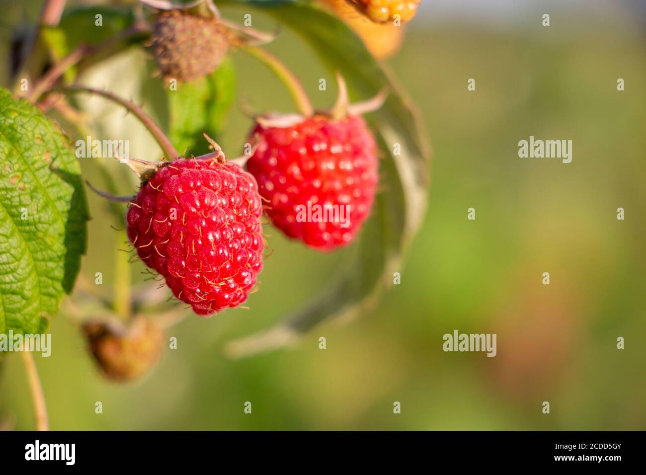 Harvest raspberries hanging on hi-res stock photography and images - Alamy