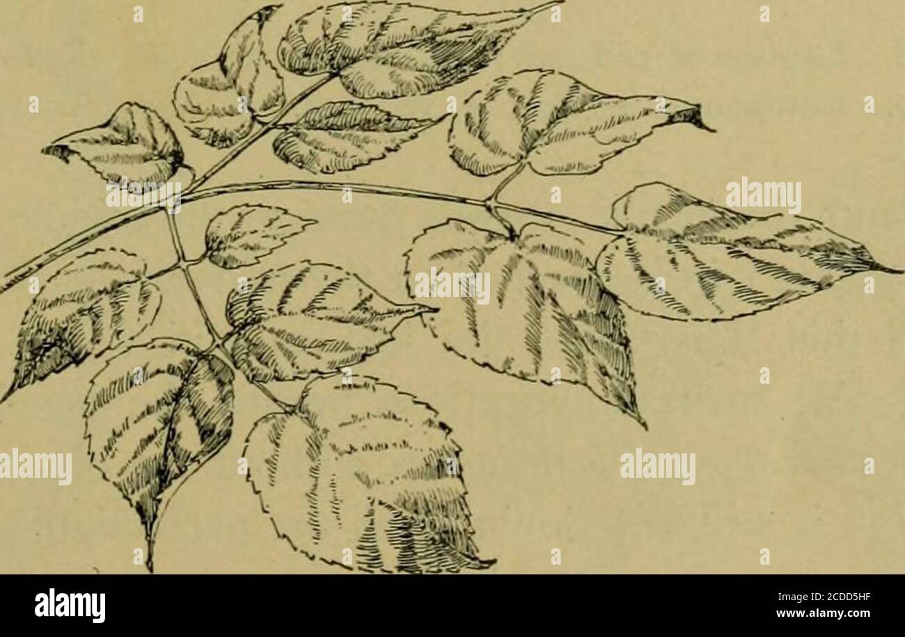 One sided blade hi-res stock photography and images - Alamy