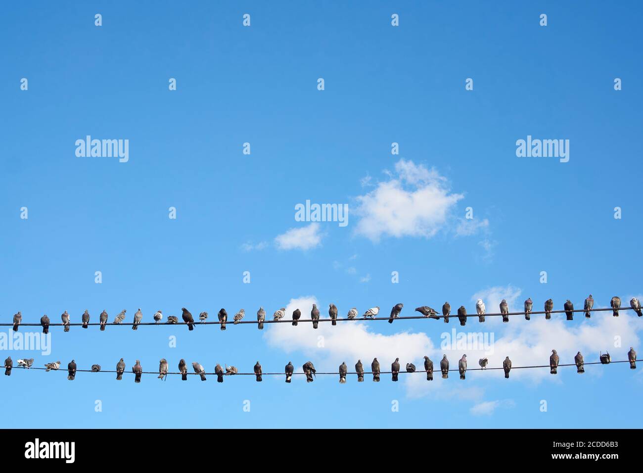 Rows of birds rest on a wire Stock Photo - Alamy