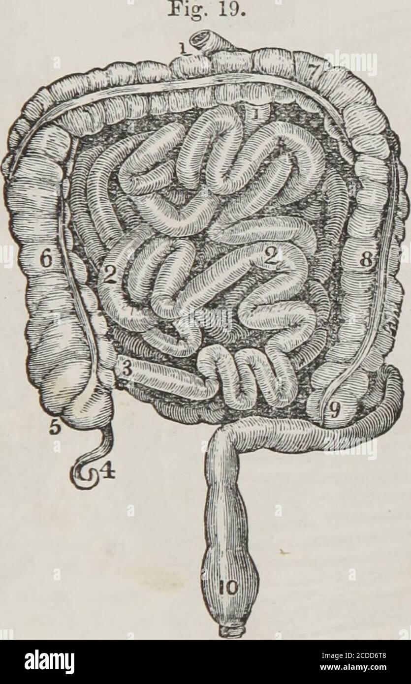 . Human and comparative anatomy, physiology, and hygiene . the position ...