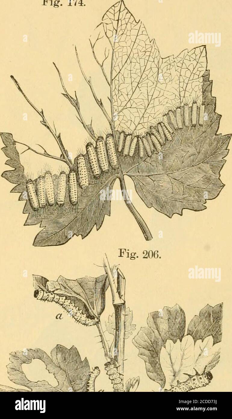 . Injurious insects of the orchard, vineyard, field, garden ...