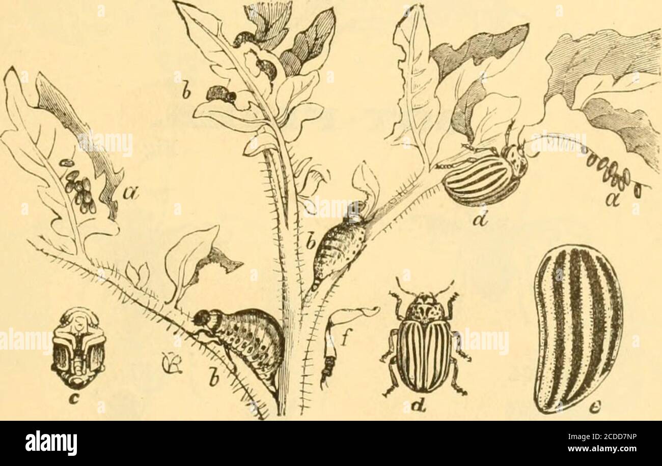 . Injurious insects of the orchard, vineyard, field, garden ...