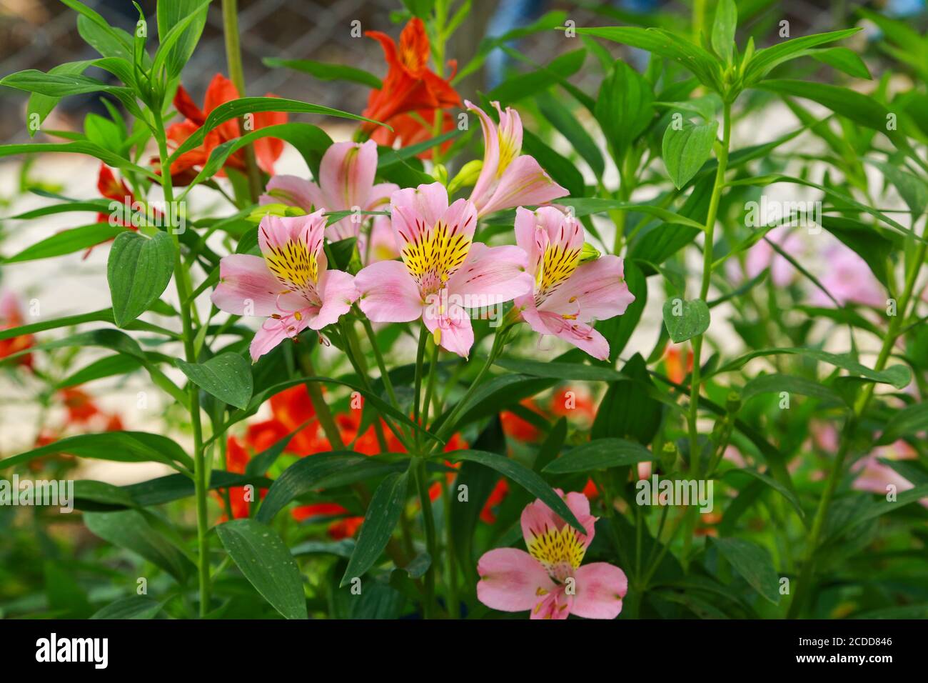 Perfect colorful background flower nature beauty background hi-res ...