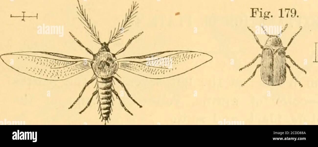 Cottony grape scale hi-res stock photography and images - Alamy