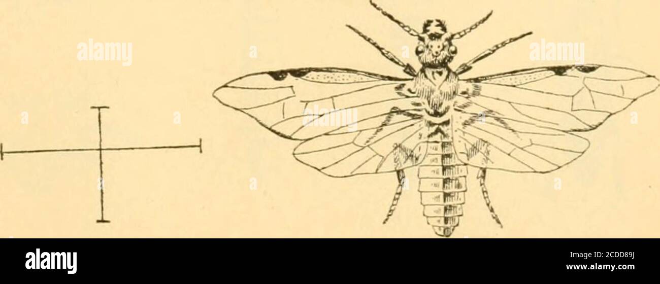 Cottony grape scale hi-res stock photography and images - Alamy