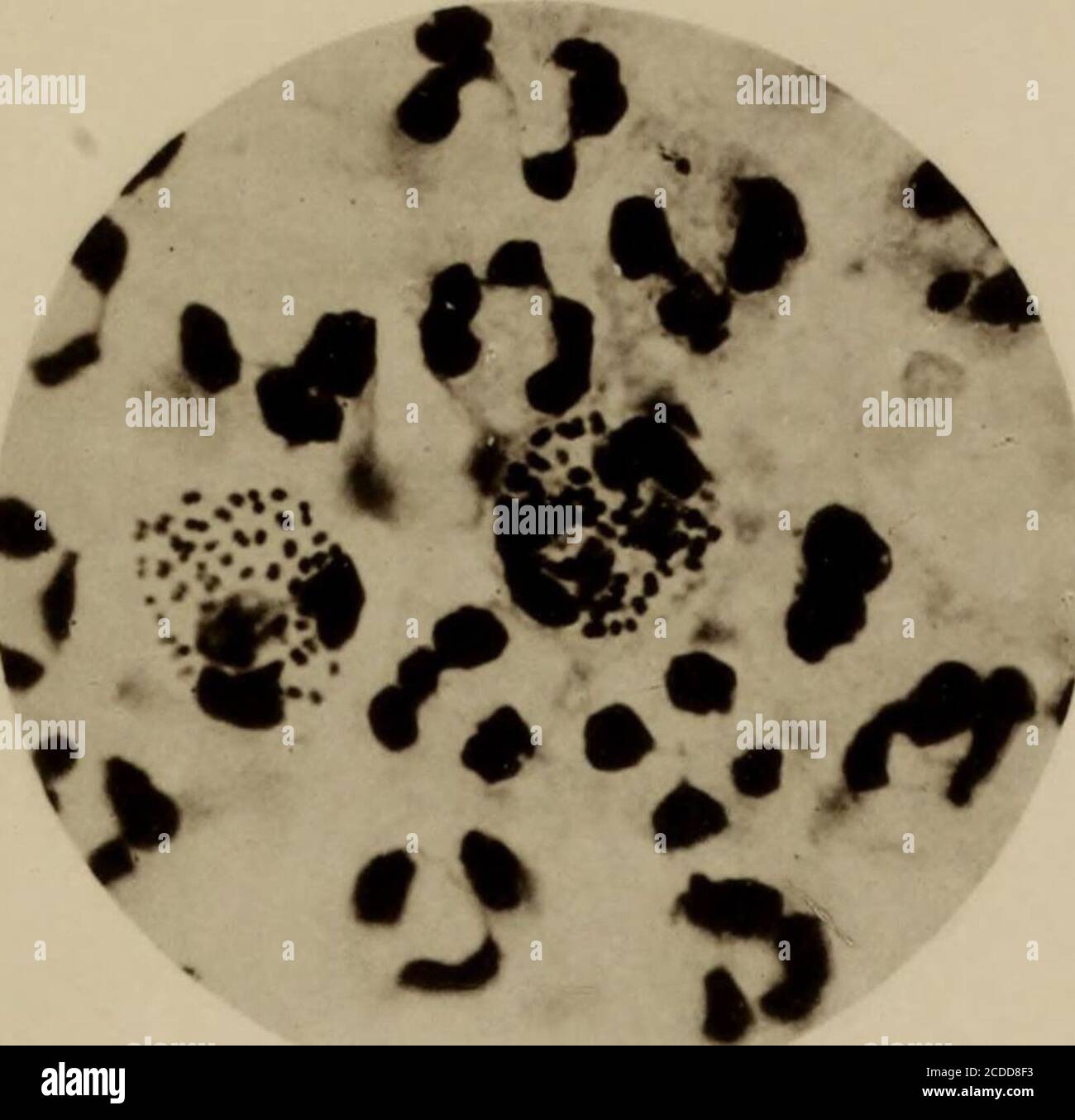 . The elements of pathological histology with special reference to ...