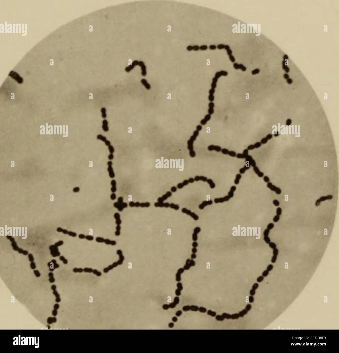 . The elements of pathological histology with special reference to ...