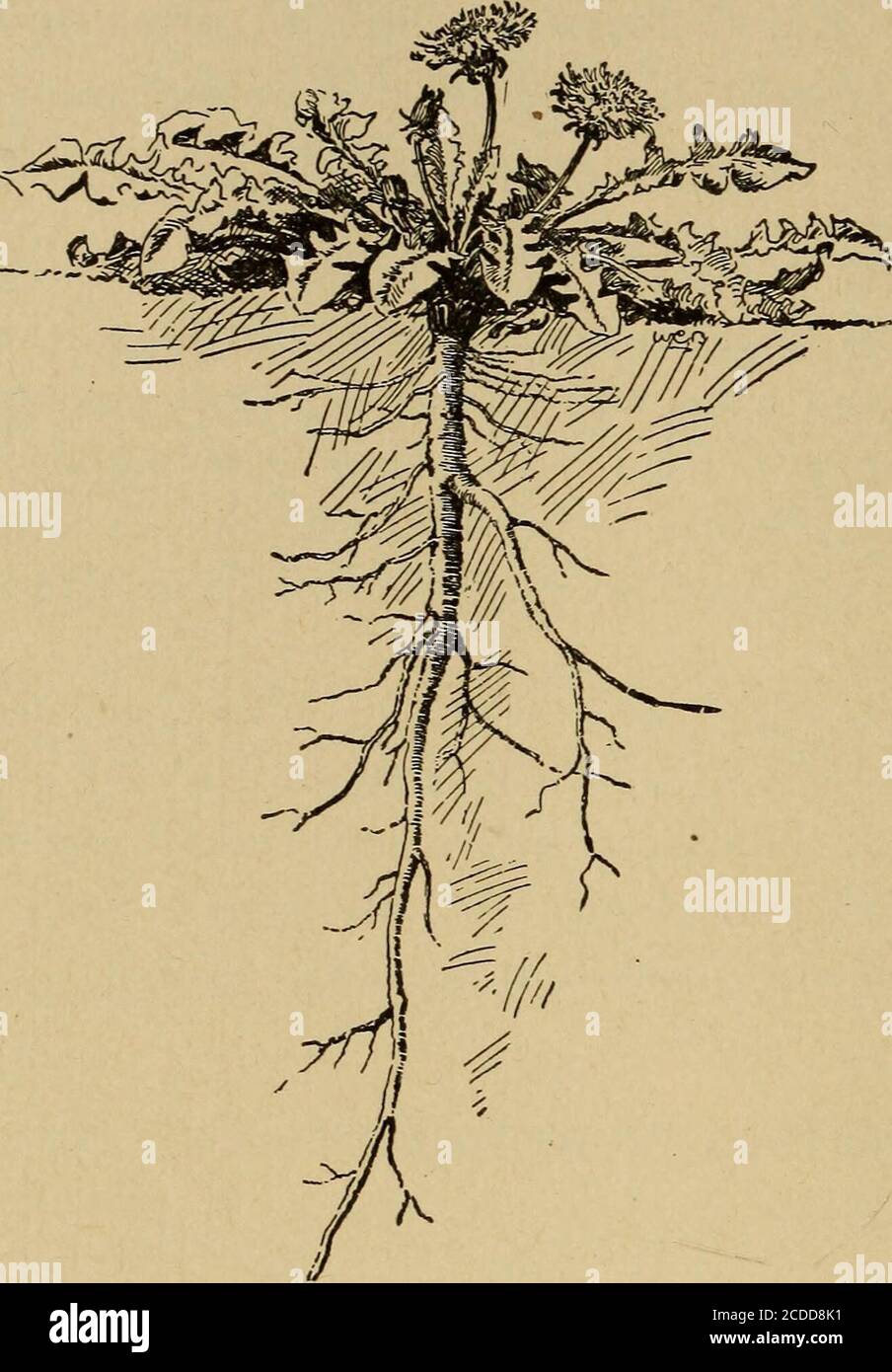 Plants long roots laboratory hi-res stock photography and images - Alamy